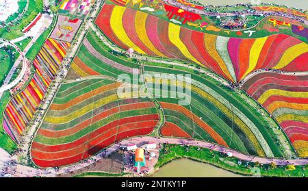 Aerial view of the tulip garden named Dafeng Holland Flowery Sea in ...