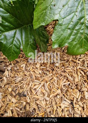 Ground wood, Bron, France Stock Photo - Alamy