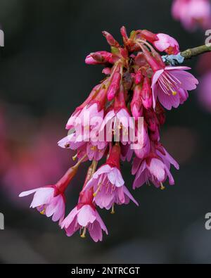 Prunus incisa 'Paean' in the Asiatic Garden at Aberglasney Stock Photo ...