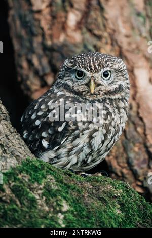 Little brown owl sat looking for prey. Wooden fence, tree and gate ...