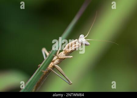 Young Heldreich's dwarf mantis, Ameles Heldreichi, praying mantis on a ...