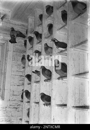 ARMY CARRIER PIGEONS - Carrier pigeon loft attached to 45 Division ...