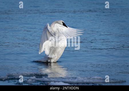 A Trumpeter swan stretches its wings at sunset on spike horn bay ...