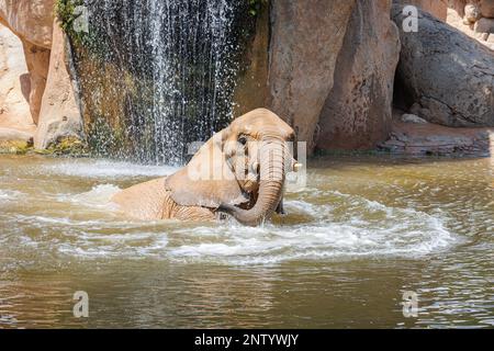 Elephant Cooling Off during Summer Heat by Dipping into Water Stock ...