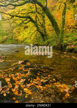 The River Barle through an autumnal Burridge Woods at Dulverton, Exmoor ...