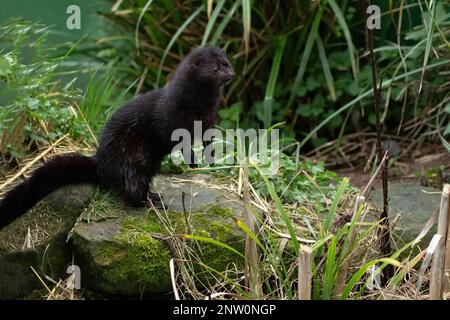 American mink-Mustela vision Stock Photo - Alamy