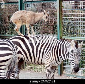 A baby markhor, also known as the screw horn goat, stands on the back ...
