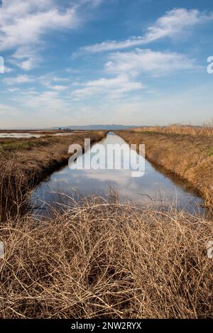 Blackish Marsh at Grizzly island Wildlife area on a partly cloudy day ...