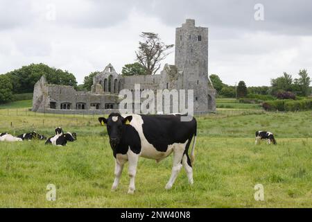 Exterior of Ardfert Abbey, also known as Ardfert Friary County Kerry ...