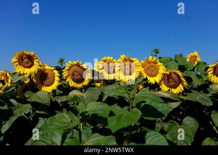 A bee flying over the yellow sunflowers against the blue sky Stock ...