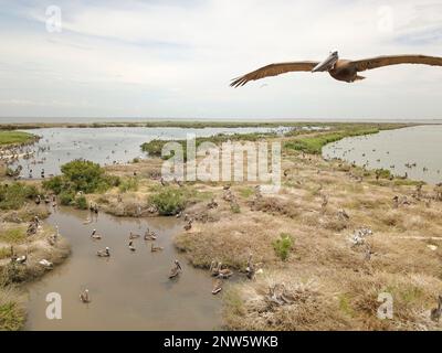 The rookery of Queen Bess Island in Barataria Bay Stock Photo - Alamy