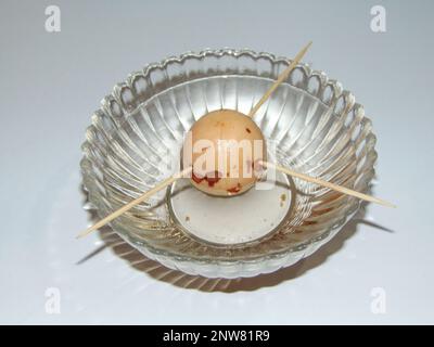 avocado seed germinated in water. Avocado kernel Stock Photo - Alamy
