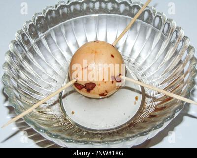 avocado seed germinated in water. Avocado kernel Stock Photo - Alamy