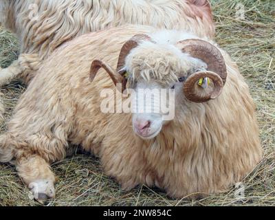 Ram in Romania. Ram portrait Stock Photo - Alamy