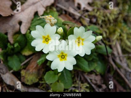 common primrose flower Stock Photo - Alamy