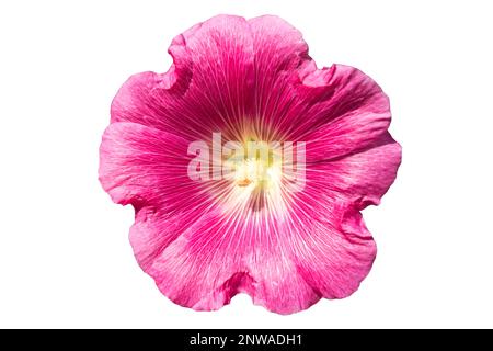 Alcea rosea hollyhock one pink flower isolated on black Stock Photo - Alamy