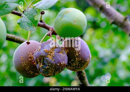 Clasterosporium. Fungal disease of plums Stock Photo - Alamy