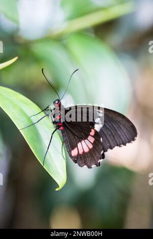 Parides eurimedes butterfly sitting on a green leaf, mylotes ...