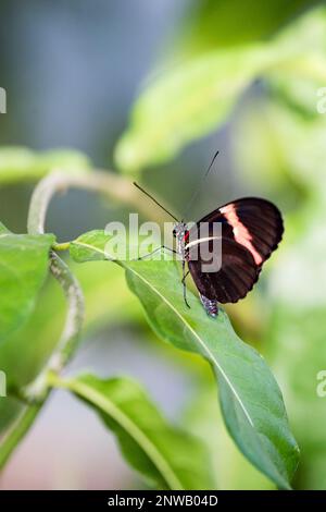 Arcas Cattleheart Butterfly (Parides eurimedes, Parides arcas) aka ...
