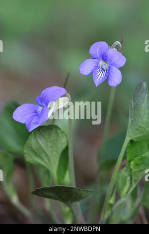 Viola rupestris, commonly known as teesdale violet, wild spring flower ...