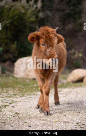 Portrait d'une belle vache sauvage marron et blanche Stock Photo - Alamy