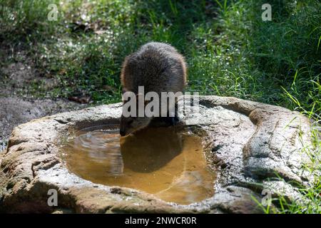 Quokka (Setonix brachyuru) drinking water at a wildlife park in Sydney ...