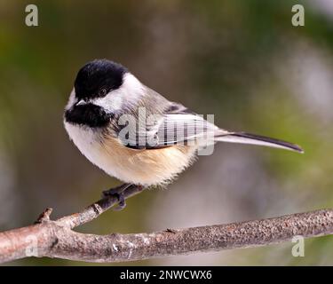 Chickadee close-up profile front view perched on a tree branch with ...