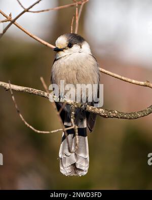 Grey Jay front view perched on a tree branch displaying grey colour ...