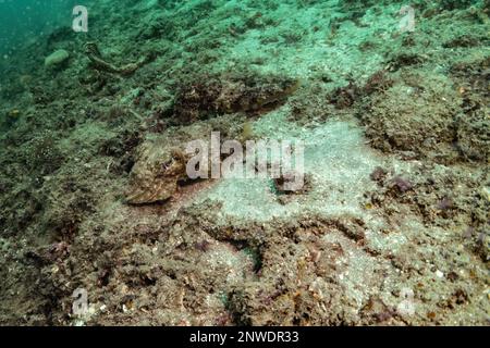 Beautiful two big cuttlefishes resting at bottom with camouflage ...