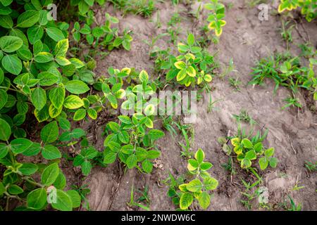 Soybean diseases. Yellowing leaves of young soybean sprouts in a farm ...