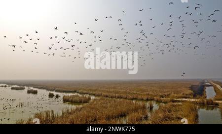 WEINAN, CHINA - FEBRUARY 28, 2023 - Birds swim and fly in Heyang Yellow ...