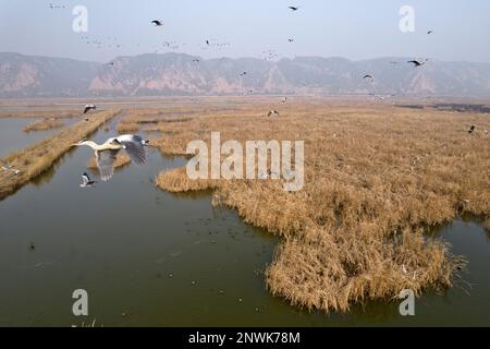 WEINAN, CHINA - FEBRUARY 28, 2023 - Birds swim and fly in Heyang Yellow ...