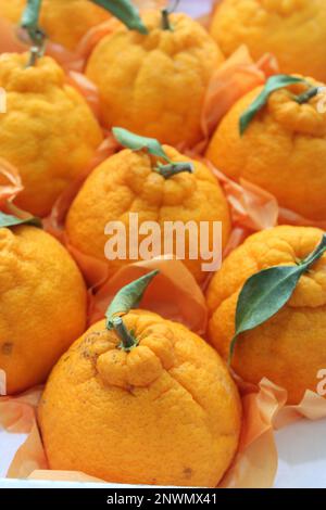 Korean Hallabong oranges in gift box Stock Photo - Alamy
