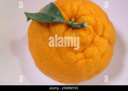 Korean Hallabong orange on white background Stock Photo - Alamy