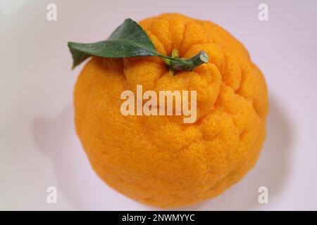 Korean Hallabong orange on white background Stock Photo - Alamy