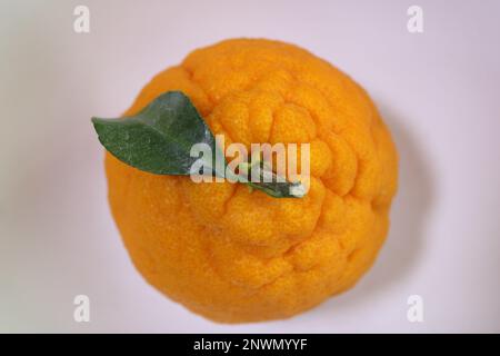 Korean Hallabong orange on white background Stock Photo - Alamy