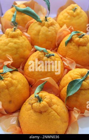 Korean Hallabong oranges in gift box Stock Photo - Alamy