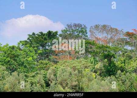 Pink Ipe Tree (Tabebuia ipe), Madre de Dios River, Manu National Park ...
