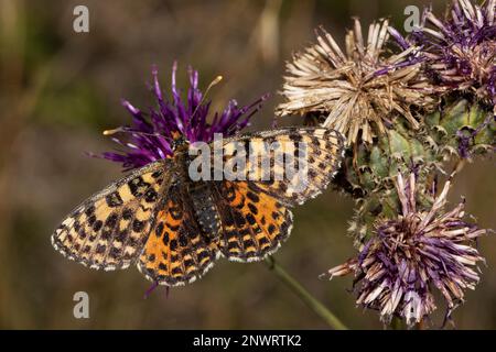 Red Melitaea butterfly butterfly with open wings sitting on pink flower ...