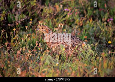 Cape Francolin, adult, West Coast Nationalpark, Western Cape, South ...