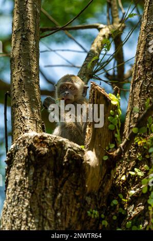 Baby Macaque Monkeys playing in the sunshine in Malaysia Stock Photo ...