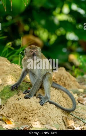Baby Macaque Monkeys playing in the sunshine in Malaysia Stock Photo ...