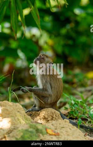Baby Macaque Monkeys playing in the sunshine in Malaysia Stock Photo ...
