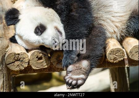 Sheng Yi, the Giant Panda Cub resting at Zoo Negara, Kuala Lumpur ...