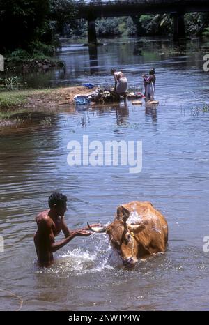 Cow Bath in River . A Man bathing his cow in the middle of the flowing ...