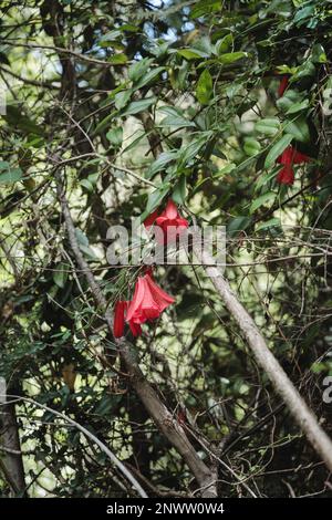 Copihue, chilean national flower growing in the patagonian forest Stock ...