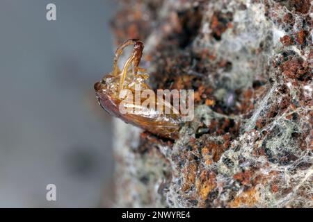 Pupa exuviae of Archinemapogon yildizae, moth of the family Tineidae ...