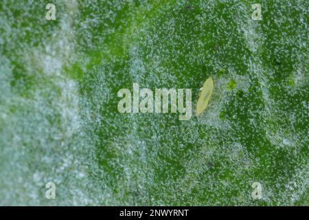 Thrips, thrip larva Thysanoptera on a leaf Stock Photo - Alamy