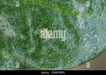 Thrips, thrip larva Thysanoptera on a leaf Stock Photo - Alamy