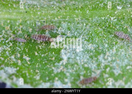 Entomobrya species springtails. They are tiny creatures that are pests ...